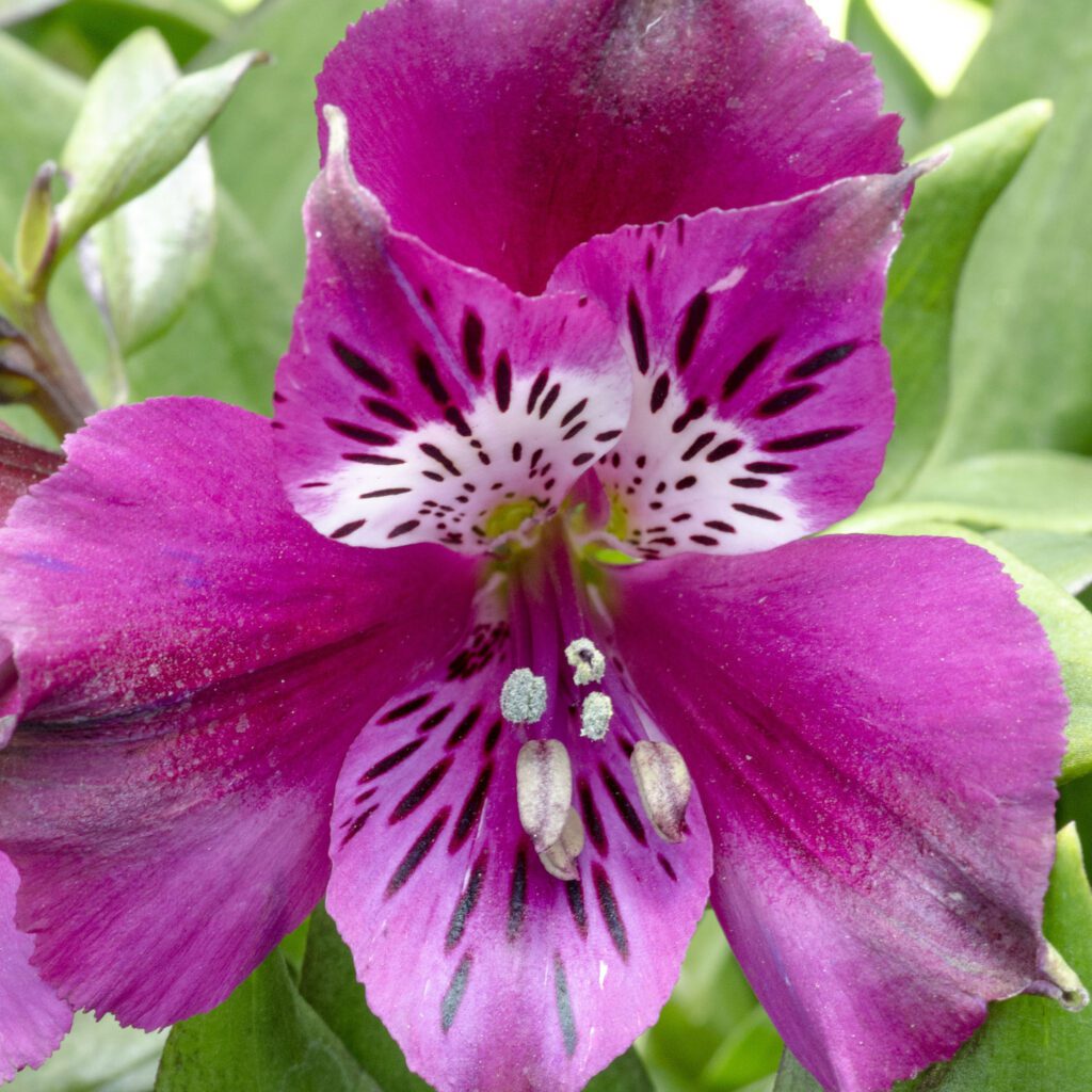 INCA REPLAY® Alstroemeria