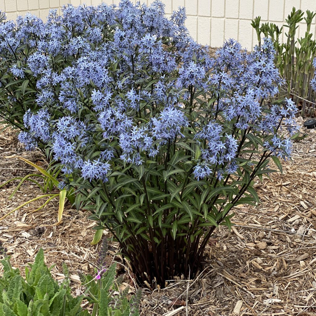 Amsonia Storm Cloud - Buy Blue Star Perennials Online