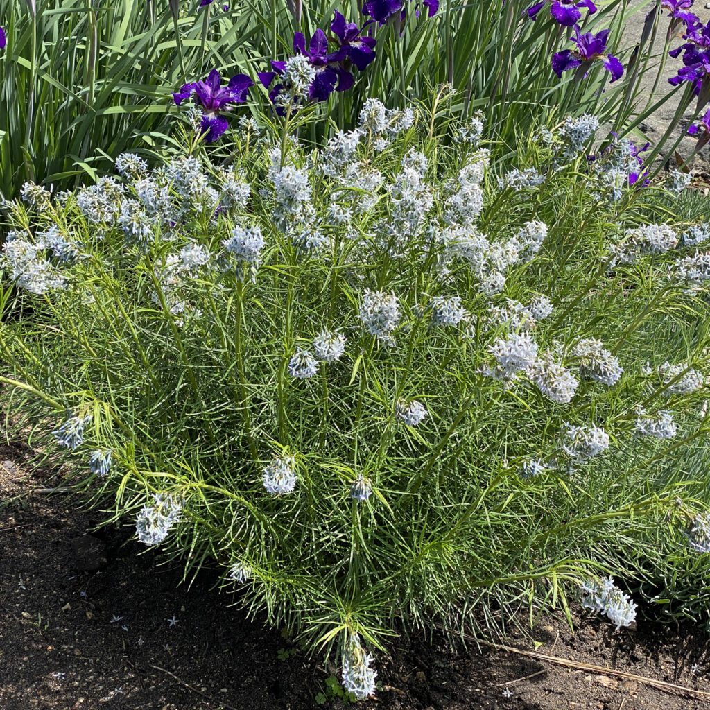 Amsonia 'String Theory'