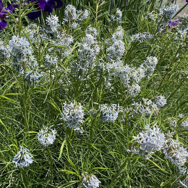 Amsonia 'String Theory'