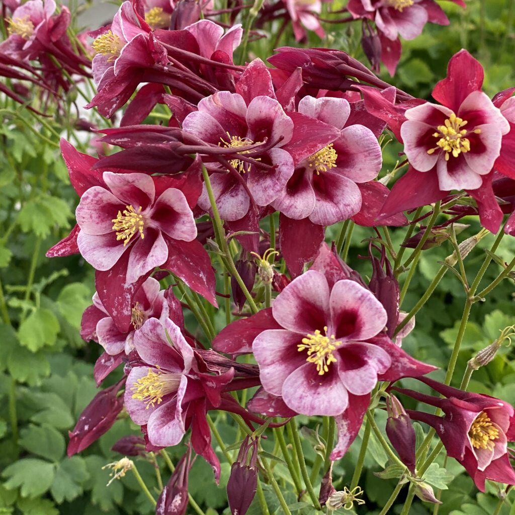 Aquilegia Songbird Cardinal - Buy Columbine Perennials Online