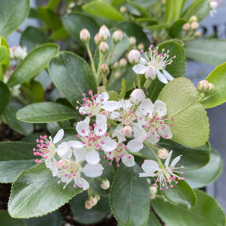 Wee Bit Grumpy Hydrangea – Compact with Bold Color
