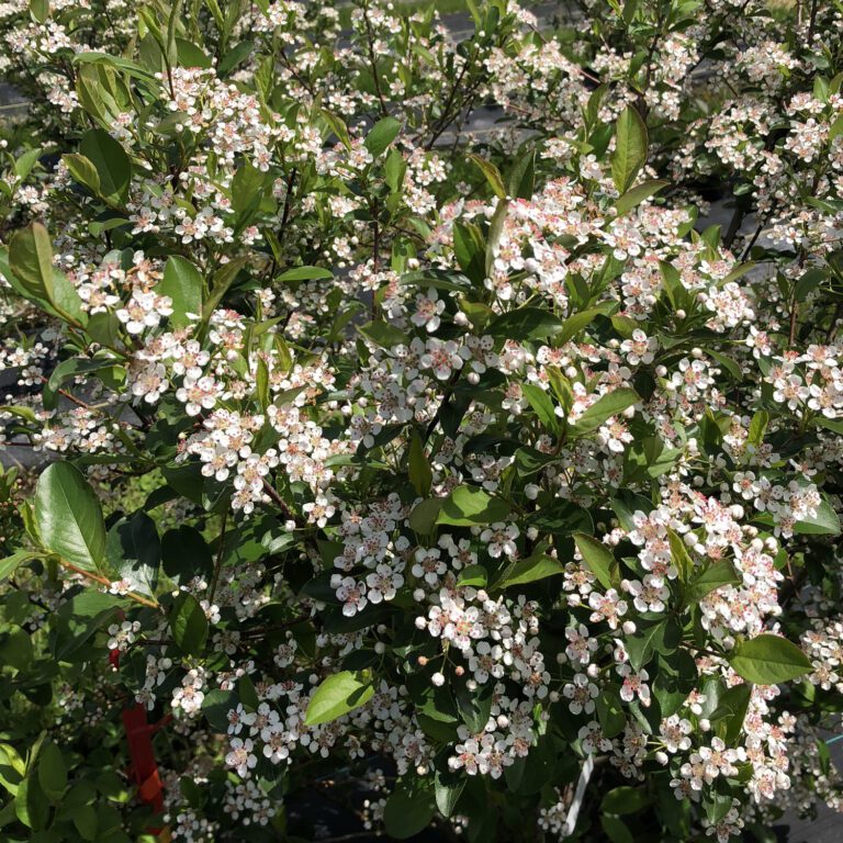 Aronia LOW SCAPE SNOWFIRE™ - Order Online
