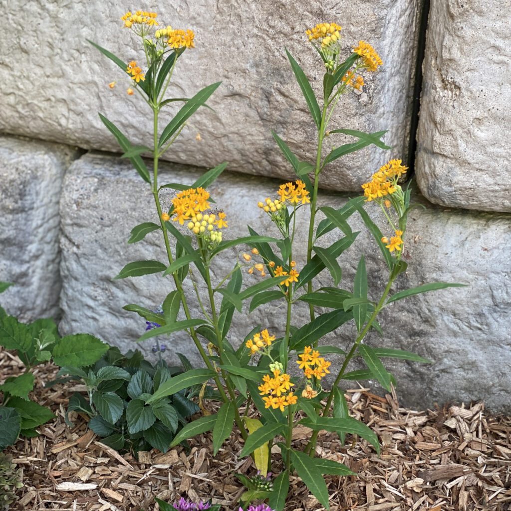 Asclepias Yellow