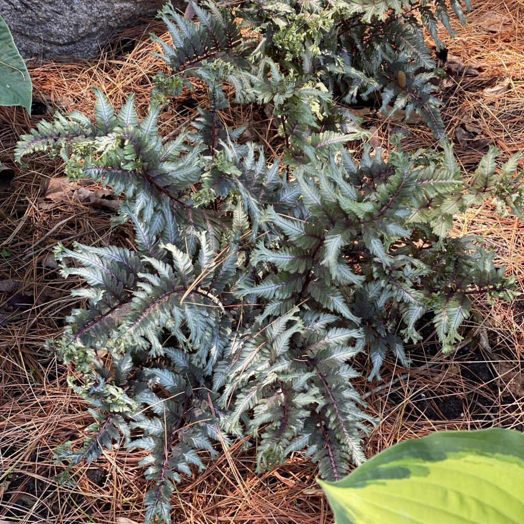 Crested Surf' Fern – Unique Textured Foliage