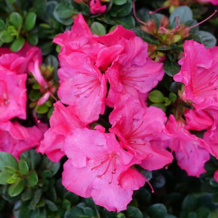 Pink Azalea | Perfecto Mundo Epic Reblooming Shrub
