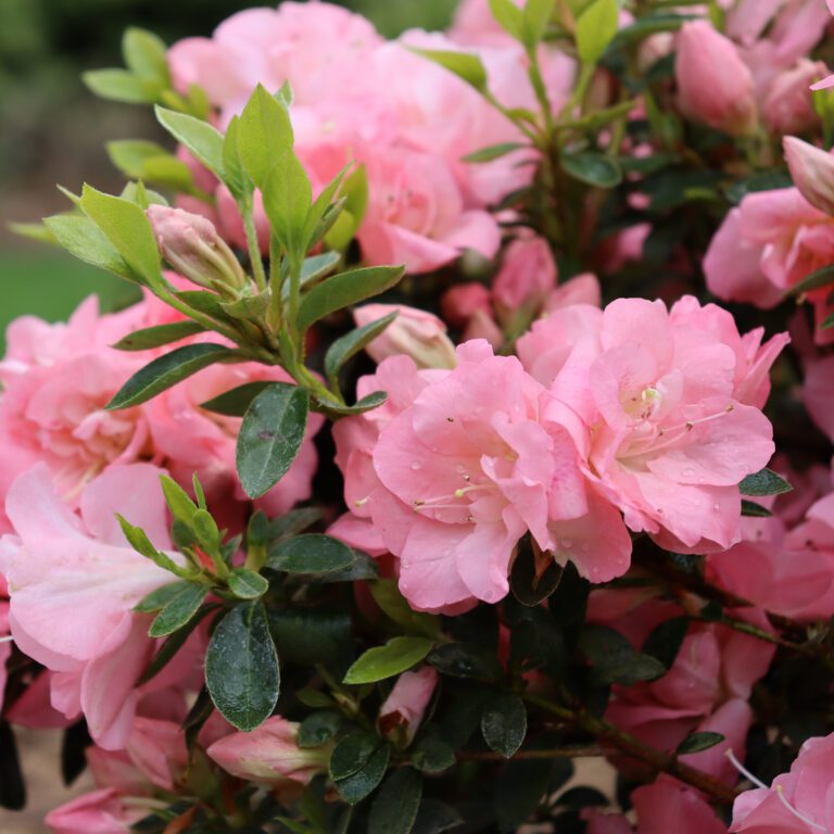 PERFECTO MUNDO PINK CARPET™ Azalea