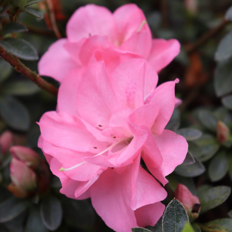PERFECTO MUNDO PINK CARPET™ Azalea