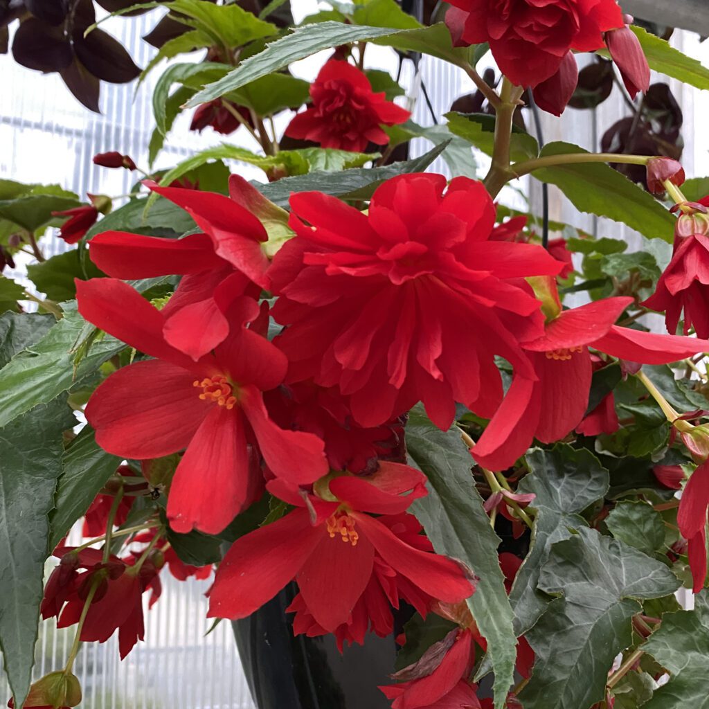 FUNKY® Red Begonia