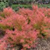 Sunjoy Neo Barberry: Compact Shrub with Fiery Foliage