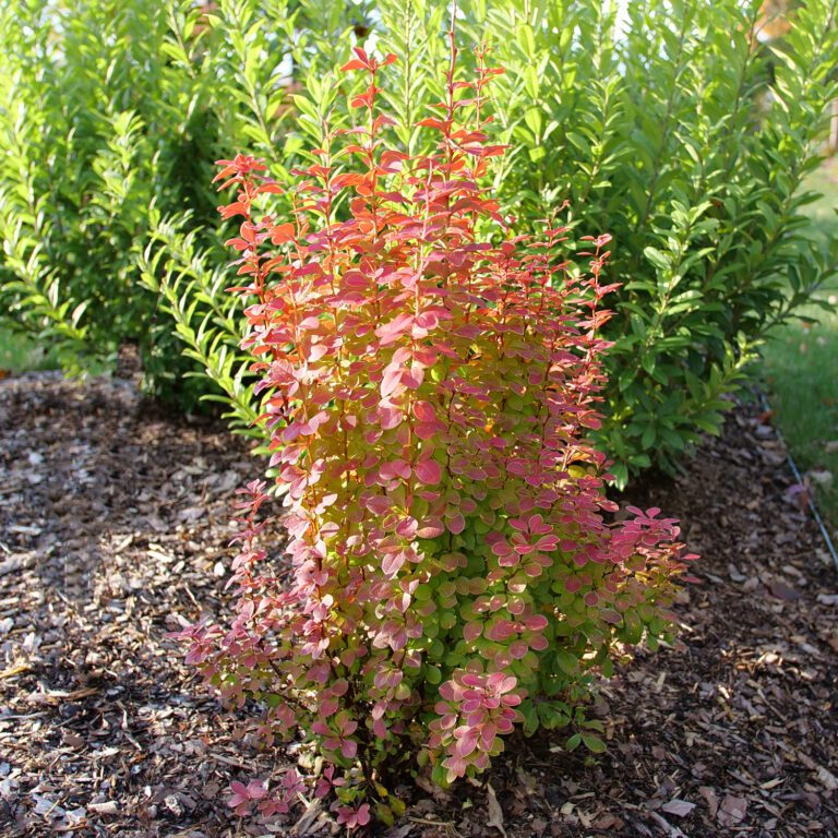 SUNJOY ORANGE PILLAR™ Barberry: Bold Upright Foliage