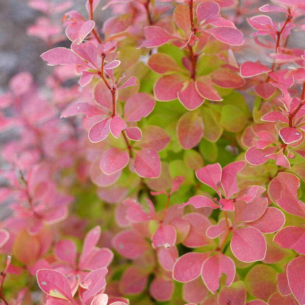 SUNJOY ORANGE PILLAR™ Barberry: Bold Upright Foliage