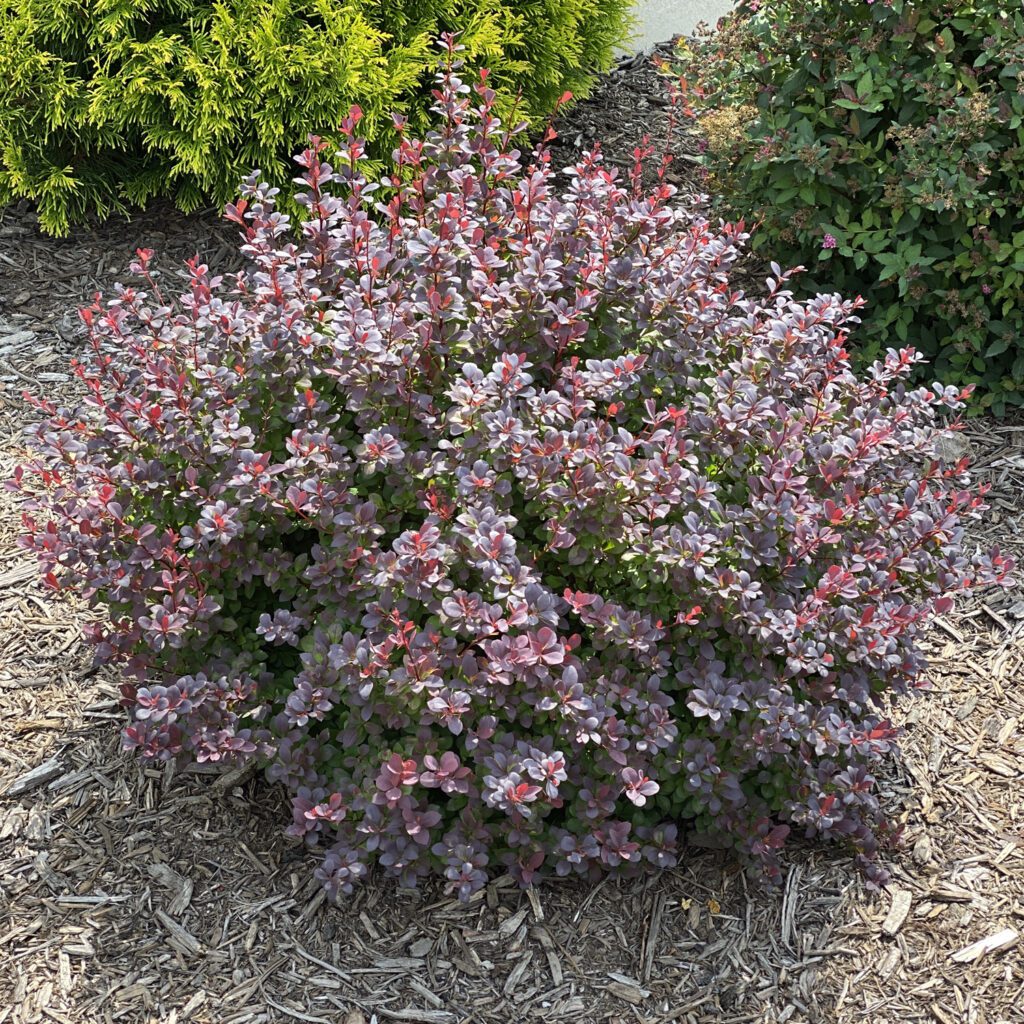 Sunjoy Todo Barberry: Compact Shrub with Rich Foliage