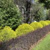 Sunjoy Todo Barberry: Compact Shrub with Rich Foliage