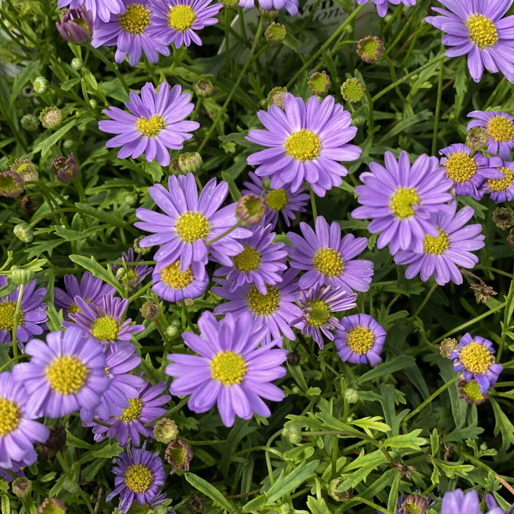 Brachyscome Blue Zephyr™