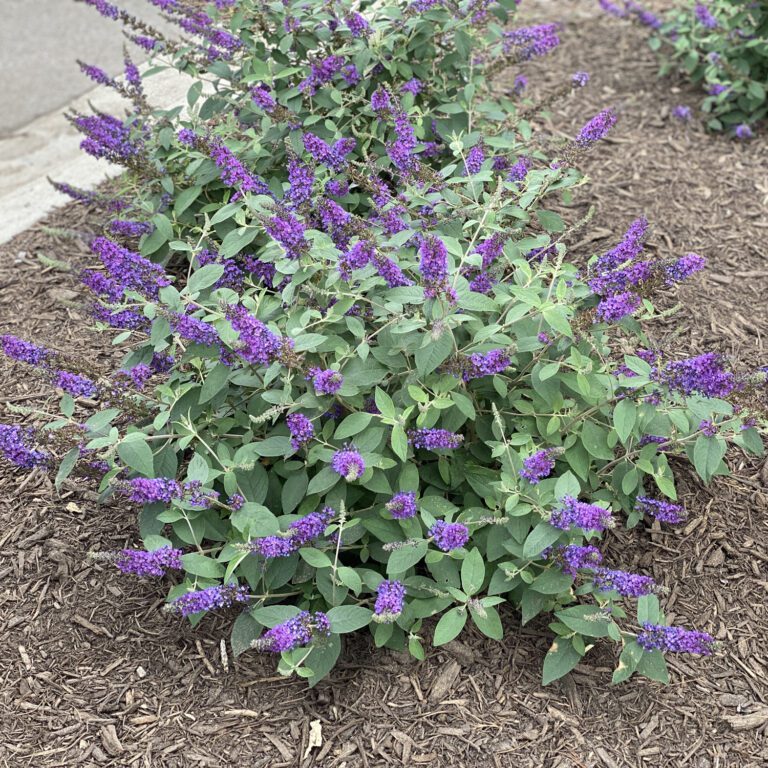 Lo & Behold Blue Chip Jr Dwarf Butterfly Bush