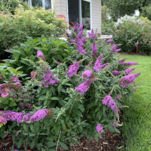 PUGSTER PINKER® Butterfly Bush - Order Online