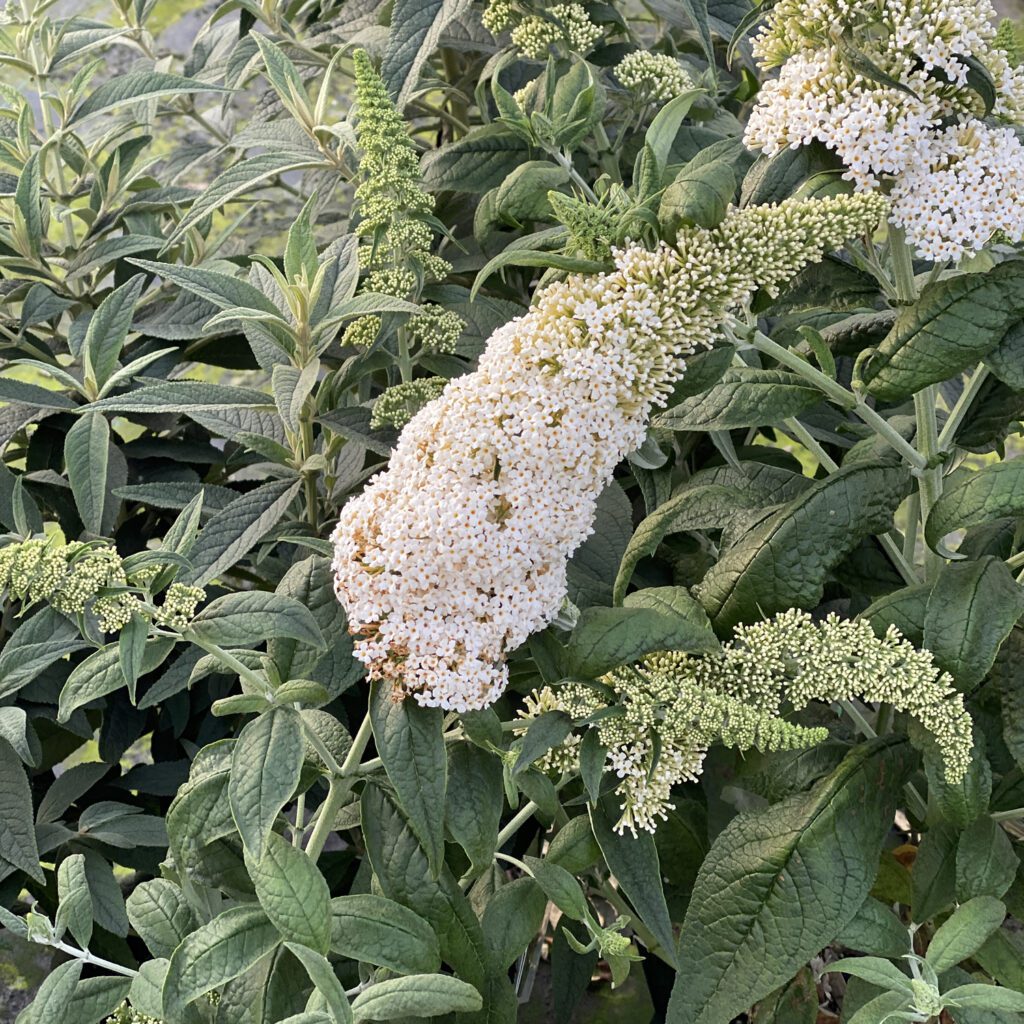 PUGSTER® White Butterfly Bush - Order Online