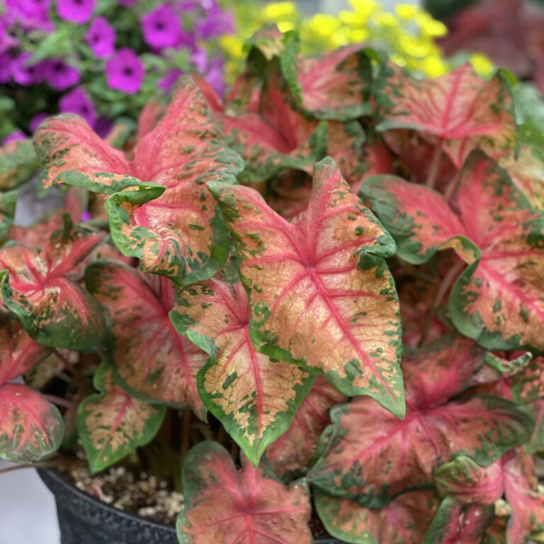 HEART TO HEART® 'Clowning Around' Caladium