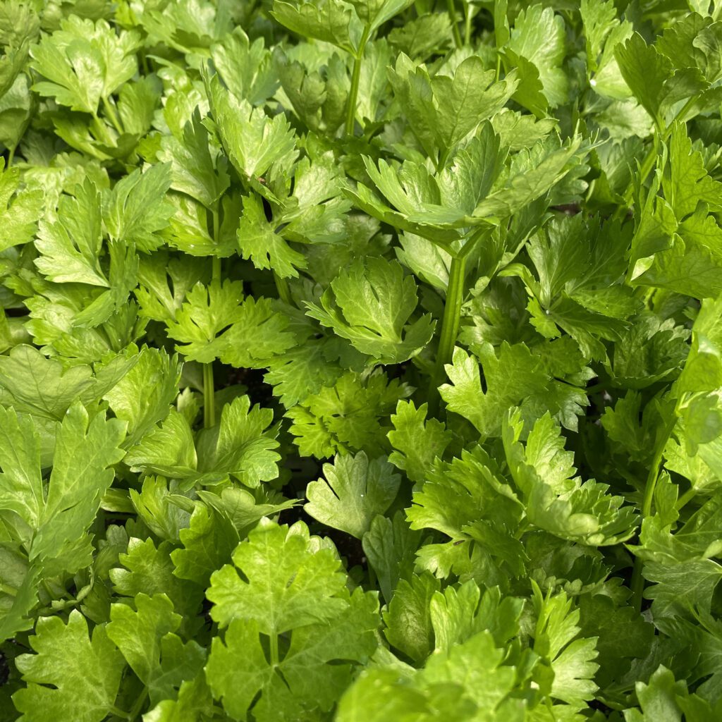 Celery Tango - Buy Celery Edibles Online