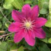 BOULEVARD® Acropolis™ Clematis