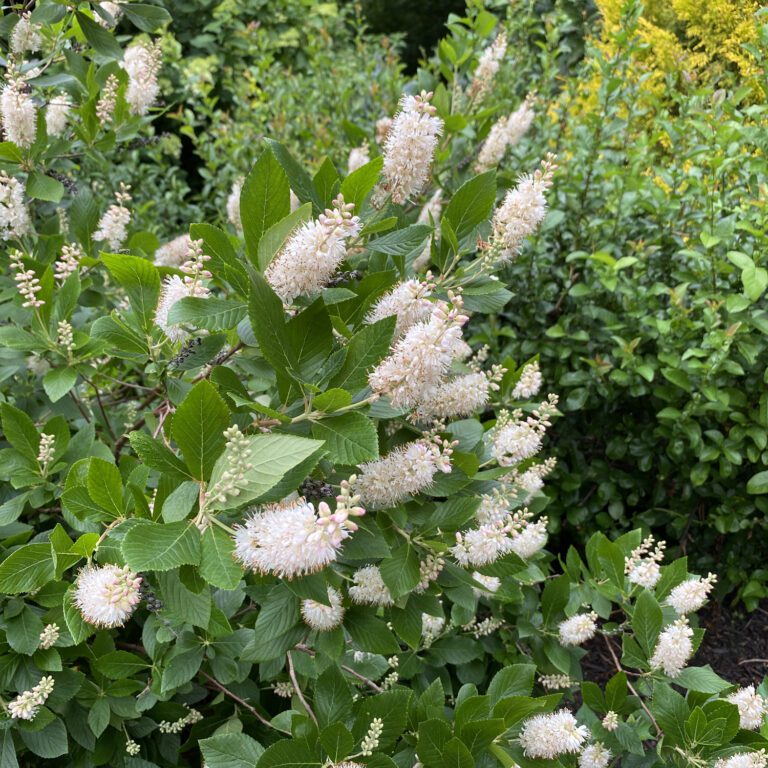 SUGARTINA® Clethra - Order Online
