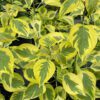 Cornus GOLDEN SHADOWS - Buy Dogwood Shrubs Online