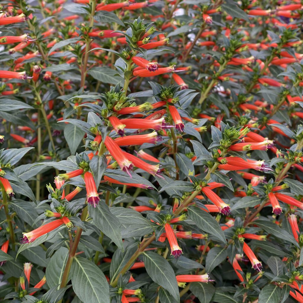 Cuphea VERMILLIONAIRE® - Order Online