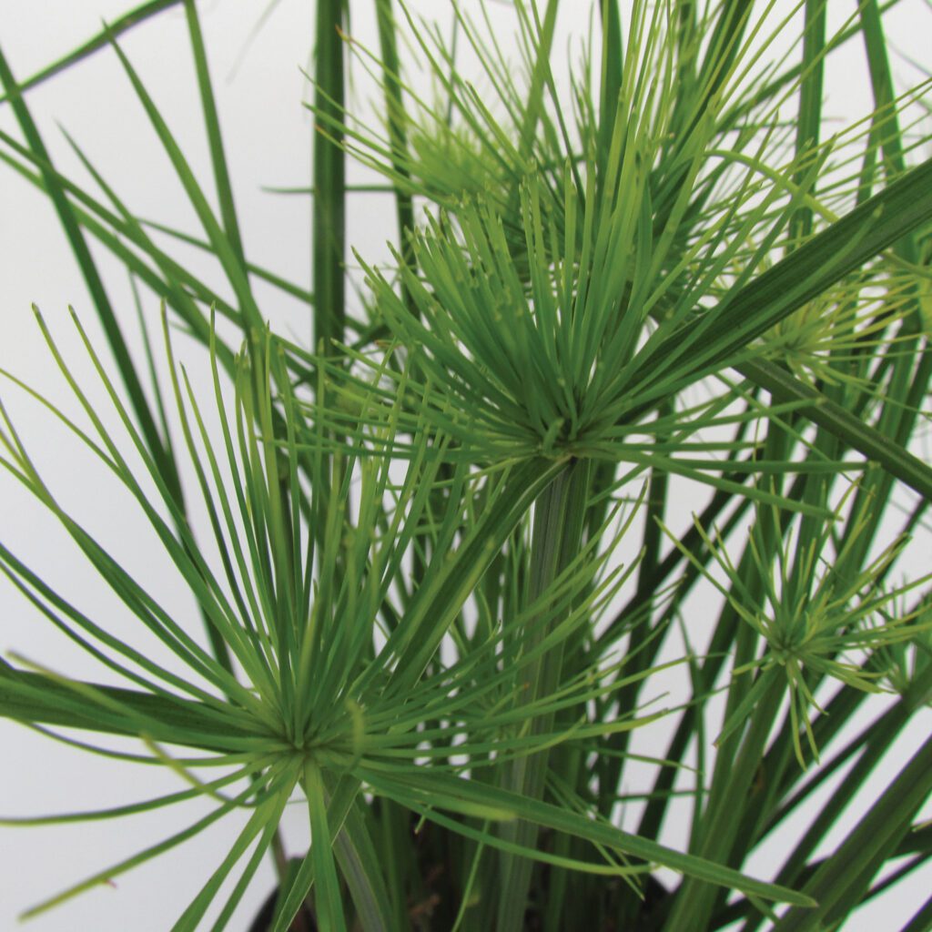 Cyperus 'Crown of Pharaoh'