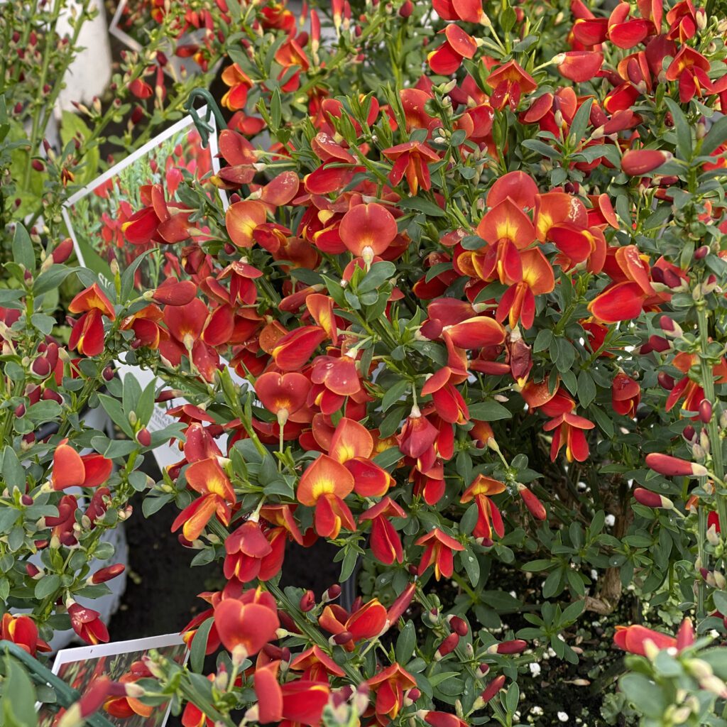 SISTER REDHEAD® Scotch Broom – Garden Crossings