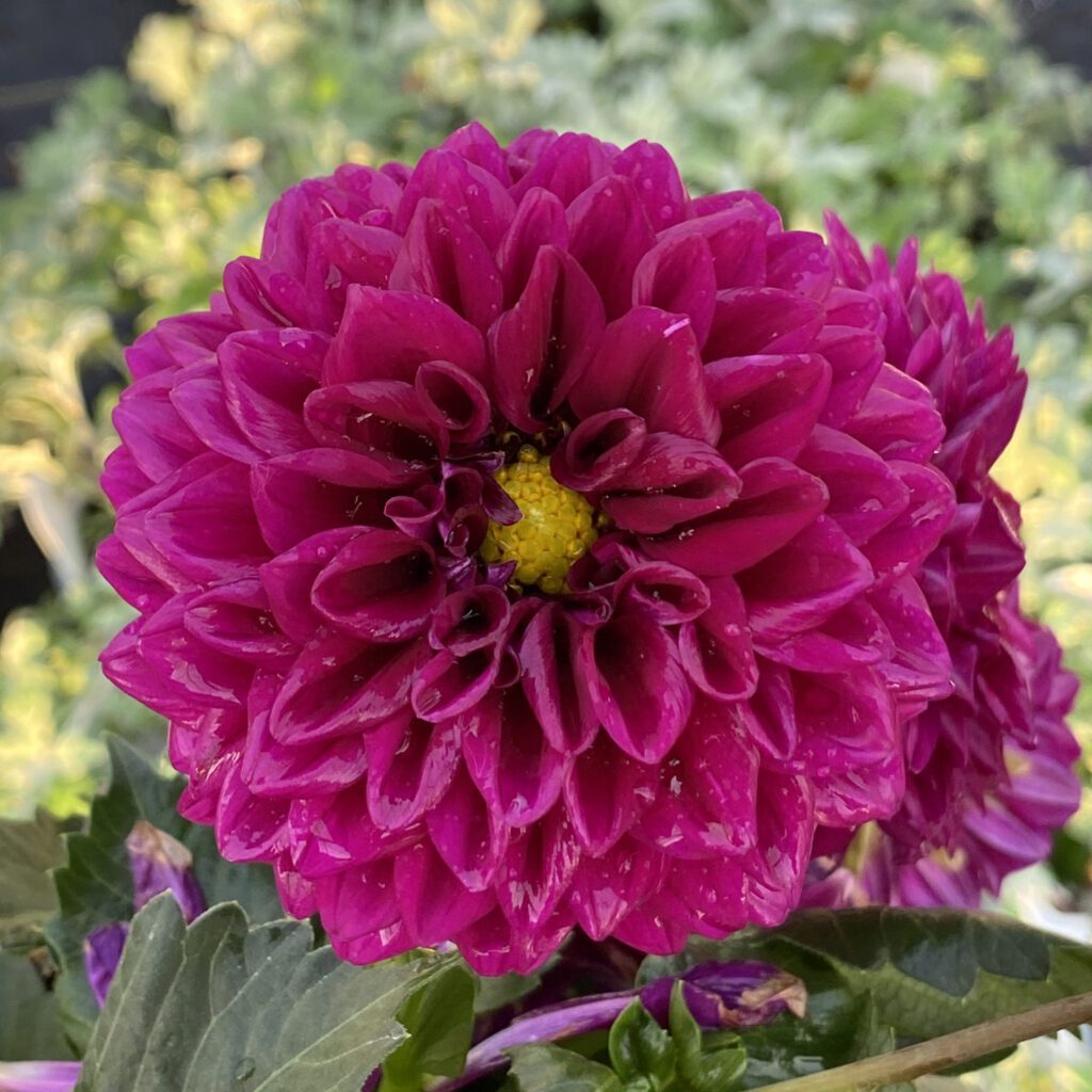 DALINA® Grande Castillo Dahlia