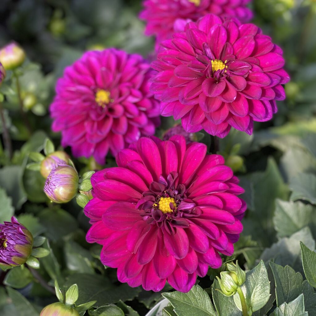 DALINA® Grande Castillo Dahlia
