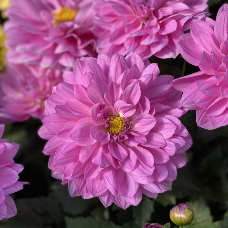 DALINA® Grande Cozumel Dahlia