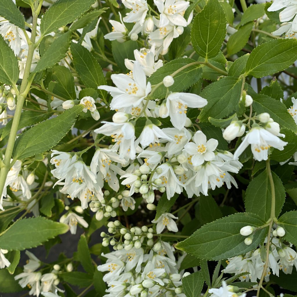 Deutzia YUKI SNOWFLAKE® - Order Online