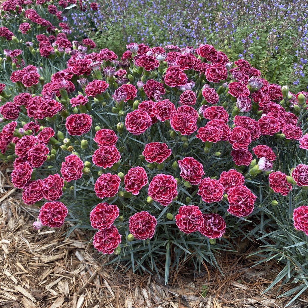 FRUIT PUNCH® 'Cherry Vanilla' Dianthus
