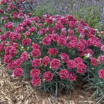 FRUIT PUNCH® 'Cherry Vanilla' Dianthus