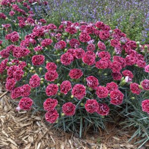 FRUIT PUNCH® 'Cherry Vanilla' Dianthus