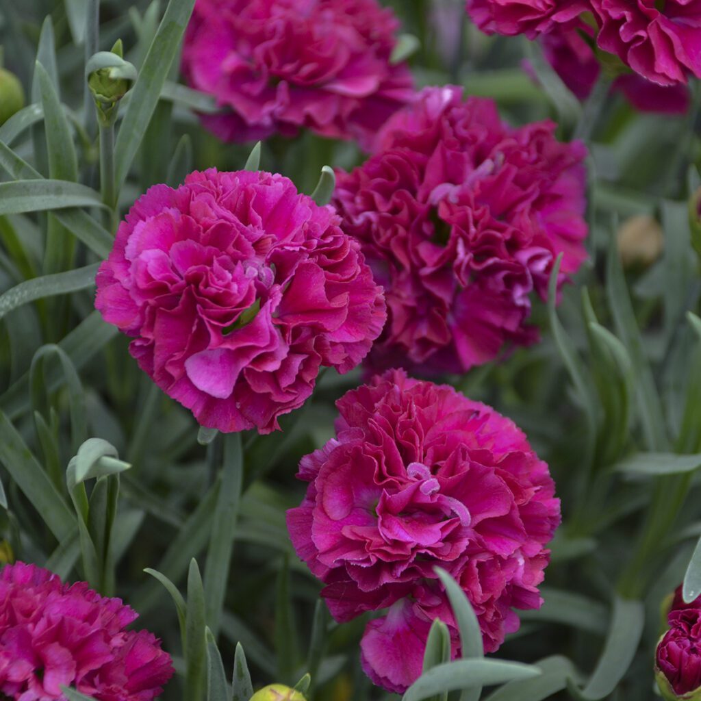 FRUIT PUNCH® 'Funky Fuchsia' Dianthus