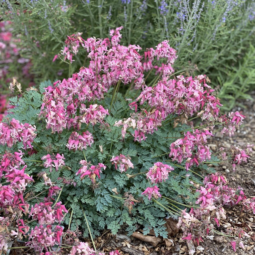 Dicentra 'Pink Diamonds'