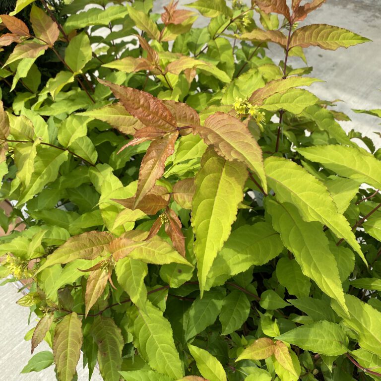 KODIAK FRESH™ Diervilla