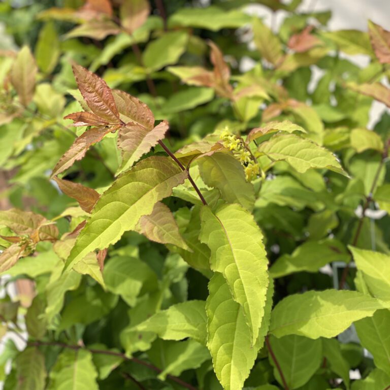 KODIAK FRESH™ Diervilla