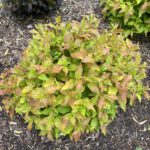 KODIAK FRESH™ Diervilla