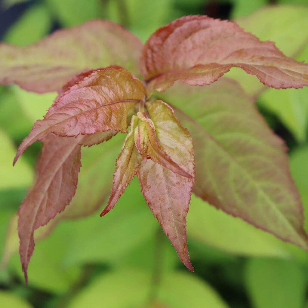 KODIAK FRESH™ Diervilla