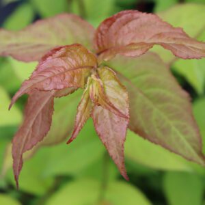 KODIAK FRESH™ Diervilla