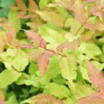 KODIAK FRESH™ Diervilla