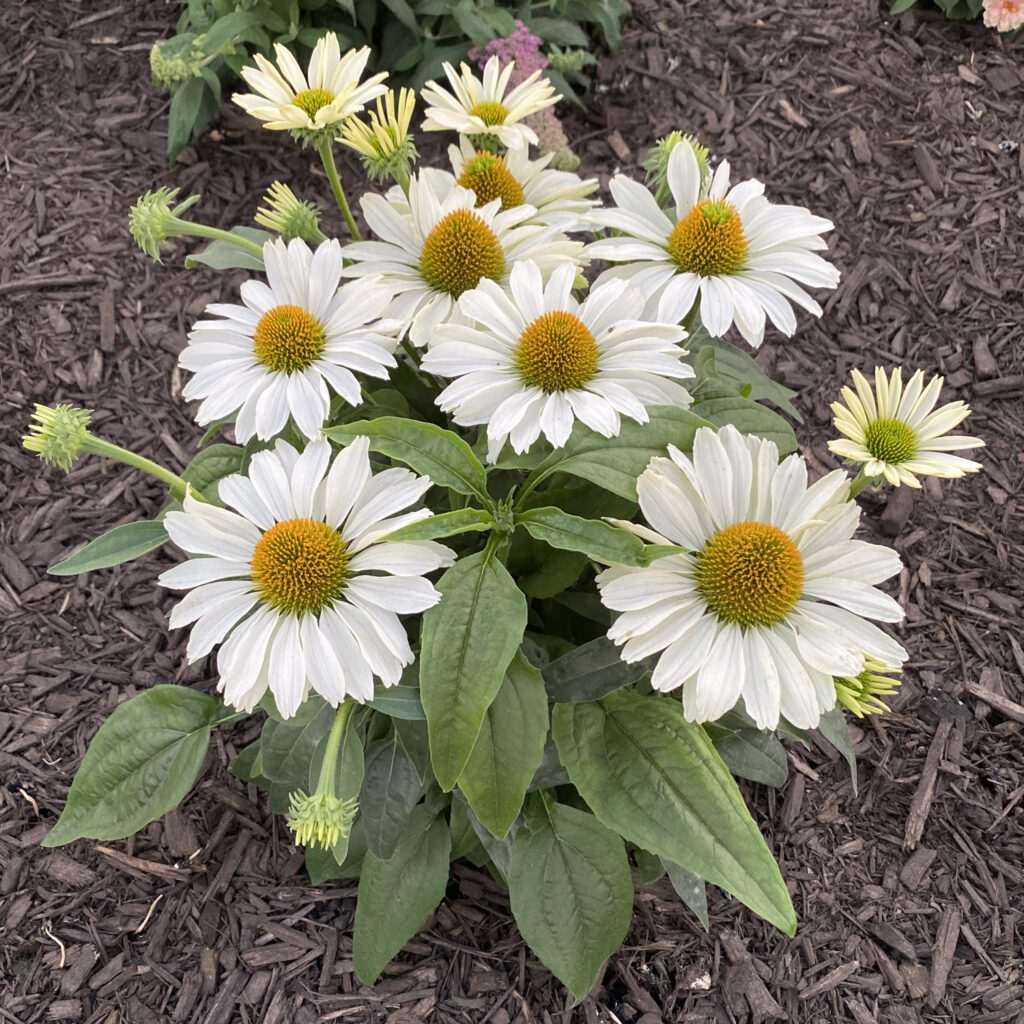 COLOR CODED™ 'The Price is White' Coneflower – Garden Crossings