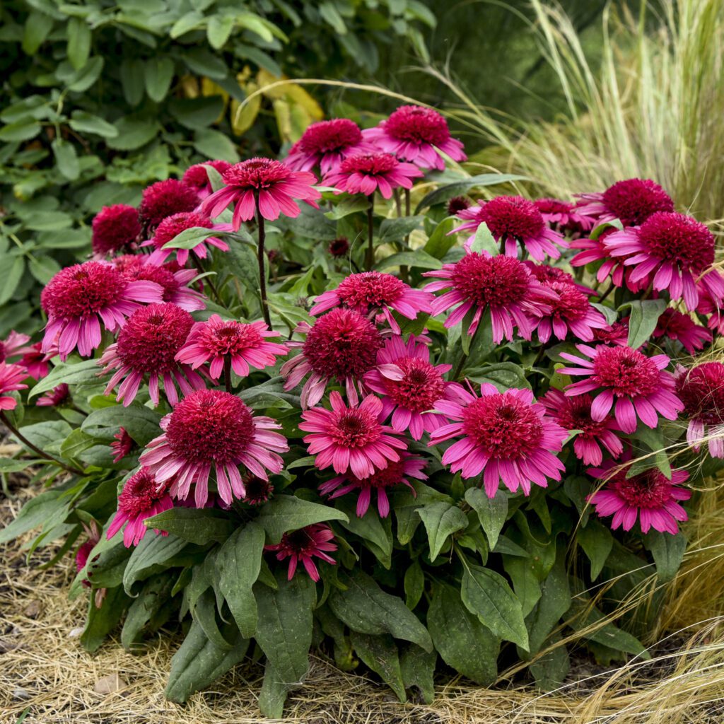 Echinacea Care - Planting, Growing & Cultural Information
