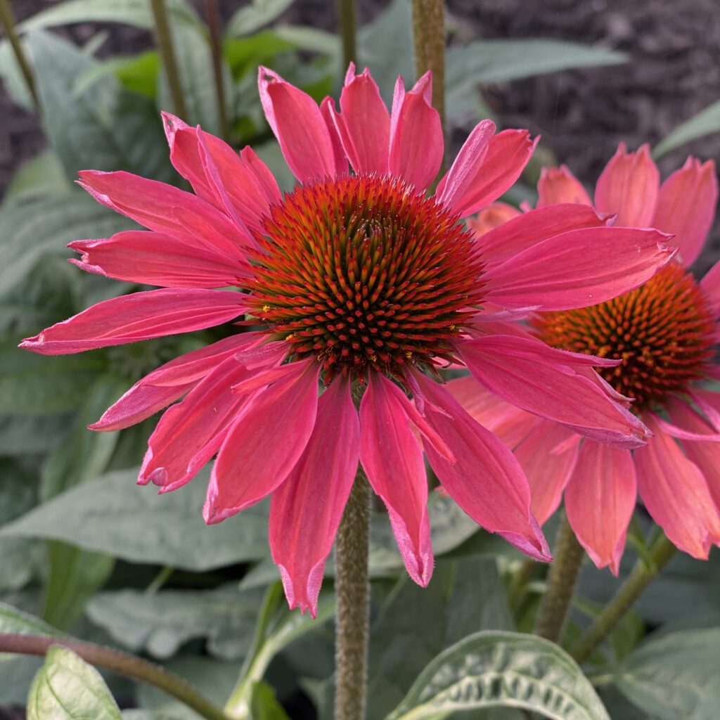 EYE-CATCHER™ Coral Craze Echinacea