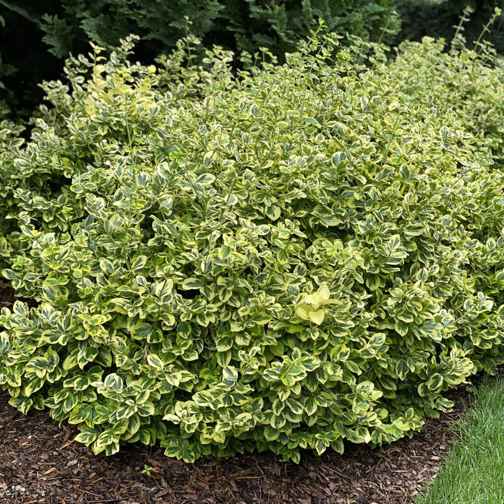 GOLD SPLASH® Euonymus - Order Online