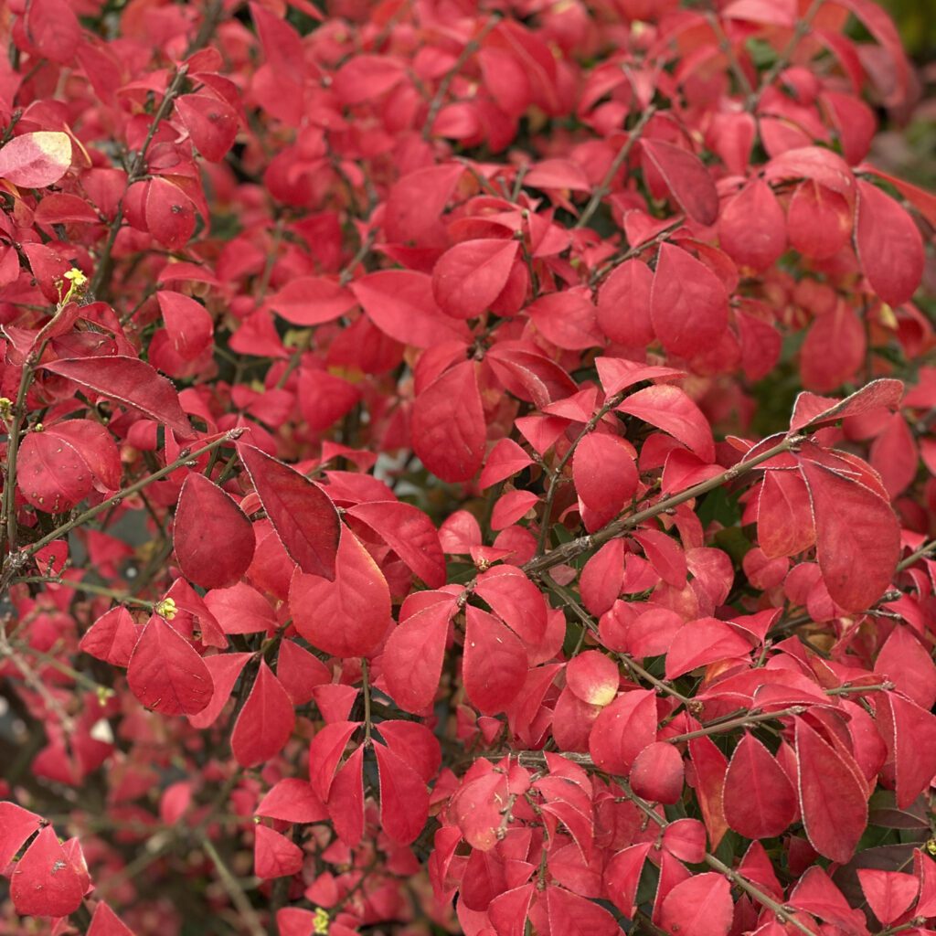 Euonymus UNFORGETTABLE FIRE - Buy Burning Bush Shrubs Online